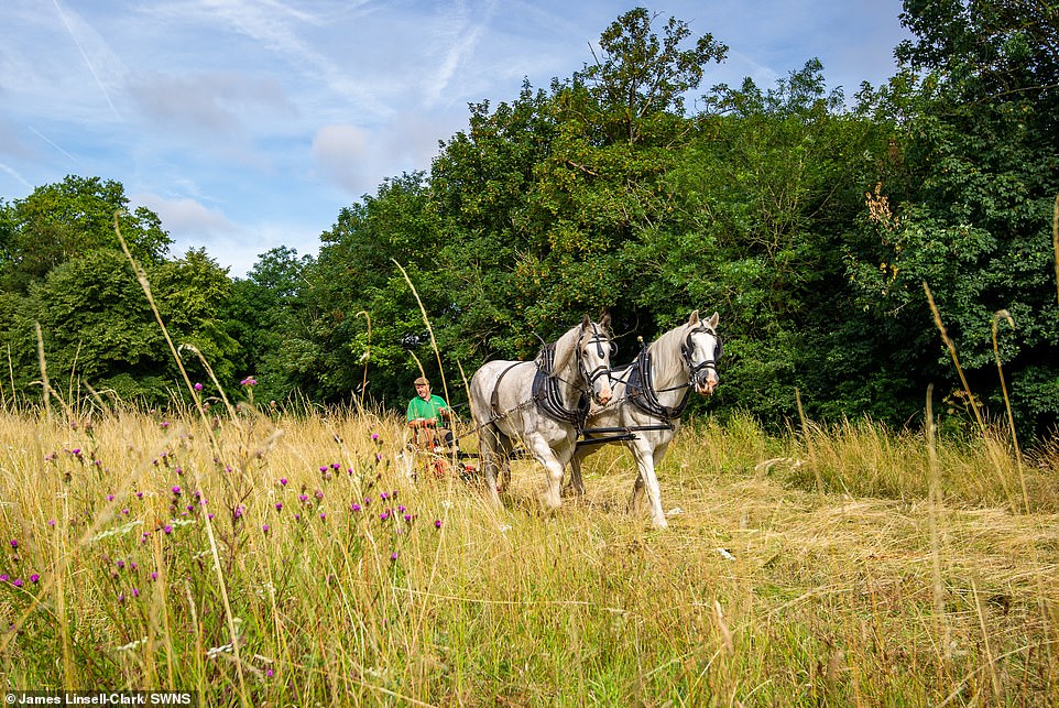Traditional Meadow – Rye Free